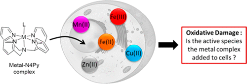 Importance of Metal-Ion Exchange for the Biological Activity of Coordination Complexes of the ...