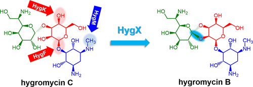 Direct Genetic and Enzymatic Evidence for Oxidative Cyclization in ...