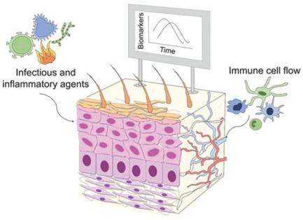 Toward Immunocompetent 3D Skin Models,Advanced Healthcare Materials - X-MOL