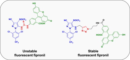 Fluorescent-fipronil: Design and synthesis of a stable conjugate ...