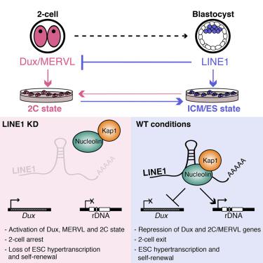 A LINE1-Nucleolin Partnership Regulates Early Development and ESC ...