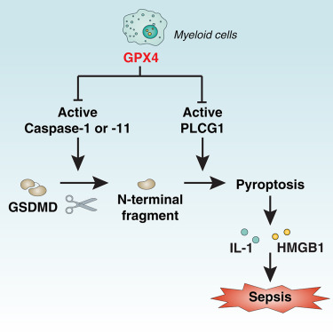 Lipid Peroxidation Drives Gasdermin D-Mediated Pyroptosis in Lethal ...