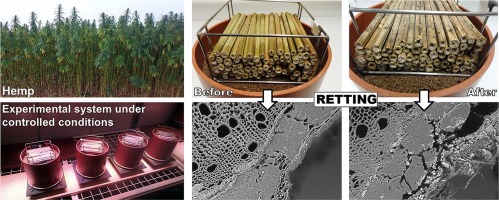 Tracking the dynamics of hemp dew retting under controlled ...