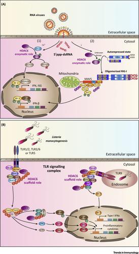 HDAC6 at Crossroads of Infection and Innate Immunity,Trends in ...