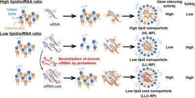 siRNA负电荷的中和可提高安全性，并提高载有高水平siRNA的脂质纳米颗粒的有效基因沉默活性,Journal of Controlled ...