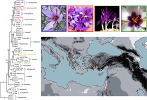 Phylogeny of the saffron-crocus species group, Crocus series Crocus ...