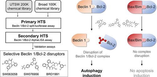 高通量筛选，以鉴定通过破坏Beclin 1 / Bcl-2结合起作用的自噬诱导物。,ACS Chemical Biology - X-MOL