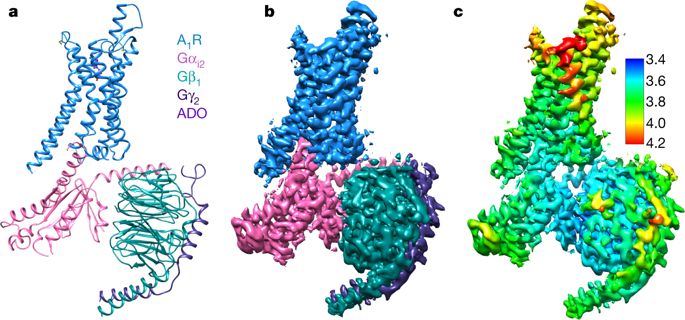 Structure of the adenosine-bound human adenosine A1 receptor–Gi complex ...