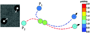 Pair aligning improved motility of Quincke rollers†,Soft Matter - X-MOL