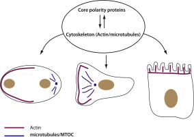 Polarized Organization of the Cytoskeleton: Regulation by Cell Polarity ...