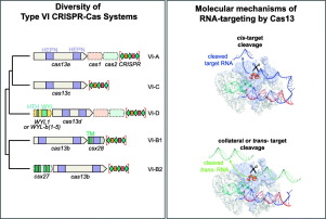 Molecular Mechanisms of RNA Targeting by Cas13-containing Type VI ...