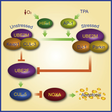 UBE2M Is a Stress-Inducible Dual E2 for Neddylation and Ubiquitylation ...