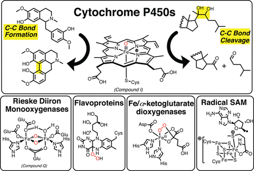 Formation and Cleavage of C–C Bonds by Enzymatic Oxidation–Reduction ...