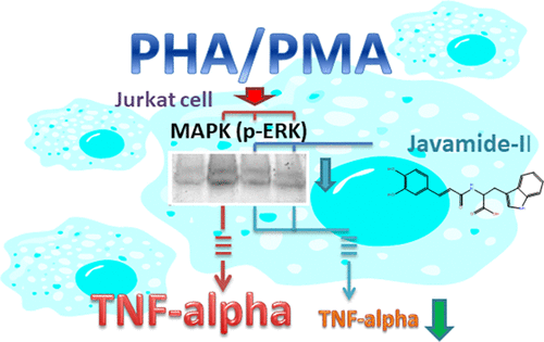 在咖啡中发现的Javamide-II在抑制PMA / PHA处理的淋巴细胞Jurkat细胞中TNF-α产生方面优于咖啡因。,Journal ...