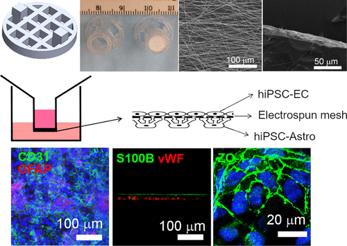 Establishment of a Human iPSC- and Nanofiber-Based Microphysiological ...