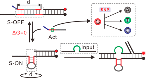 Programming Chemical Reaction Networks Using Intramolecular ...