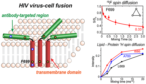 Oligomeric Structure and Three-Dimensional Fold of the HIV gp41 MPER ...