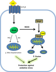 RhoA regulates Drp1 mediated mitochondrial fission through ROCK to ...