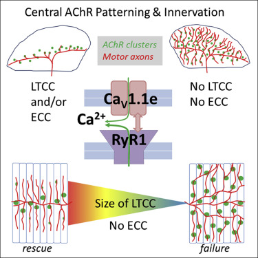 Calcium Influx and Release Cooperatively Regulate AChR Patterning and ...