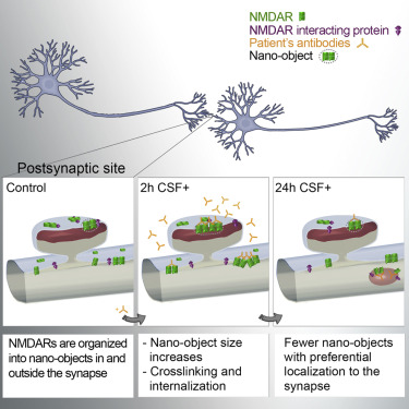 自身免疫性脑炎中的NMDA受体自身抗体引起NMDA受体亚单位特异性的纳米级重新分布。,Cell Reports - X-MOL
