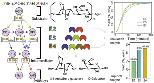 Model-Based Complete Enzymatic Production of 3,6-Anhydro-l-galactose ...