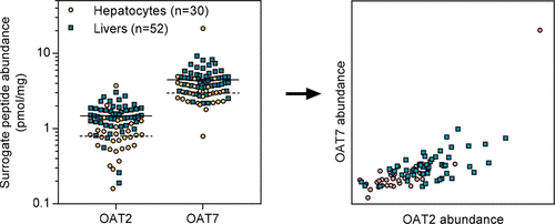 Quantification of Hepatic Organic Anion Transport Proteins OAT2 and ...