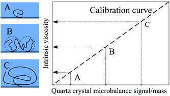 Modified Sauerbrey equation: a facile method to quantitatively probe ...