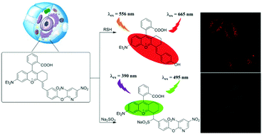 Dual-site lysosome-targeted fluorescent probe for separate detection of ...