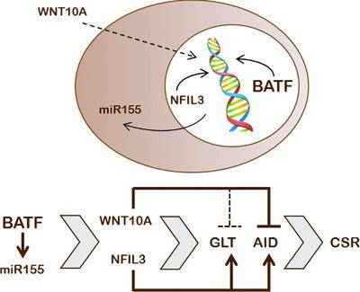 BATF调节Nfil3，Wnt10a和miR155hg的表达，以在小鼠中有效诱导抗体类别开关重组。,European Journal of ...