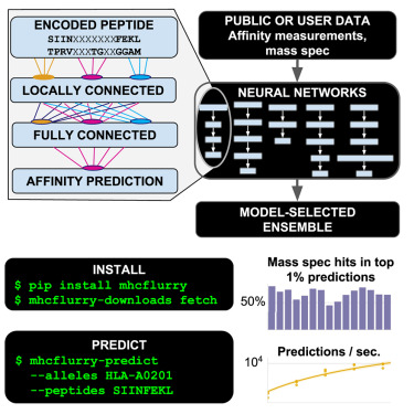 MHCflurry: Open-Source Class I MHC Binding Affinity Prediction,Cell Systems - X-MOL