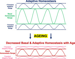 自适应稳态和衰老的自由基理论。,Free Radical Biology and Medicine - X-MOL