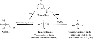 Trigonelline抑制胆碱的肠道微生物代谢及其相关的心血管风险,Journal of Pharmaceutical and ...