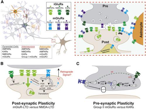 中枢神经系统中的谷氨酸能信号传导：正离子和代谢代谢受体共同作用。,Neuron - X-MOL