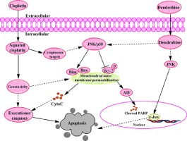 Dendrobine targeting JNK stress signaling to sensitize chemotoxicity of ...