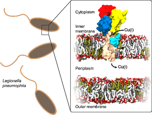 Interactions of a Bacterial Cu(I)-ATPase with a Complex Lipid ...