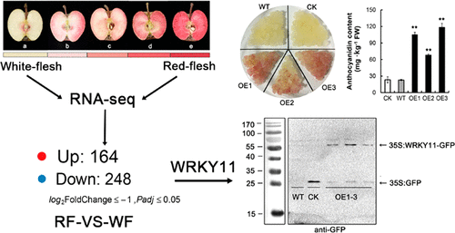 Transcriptomic Analysis Of Red Fleshed Apples Reveals The Novel Role Of