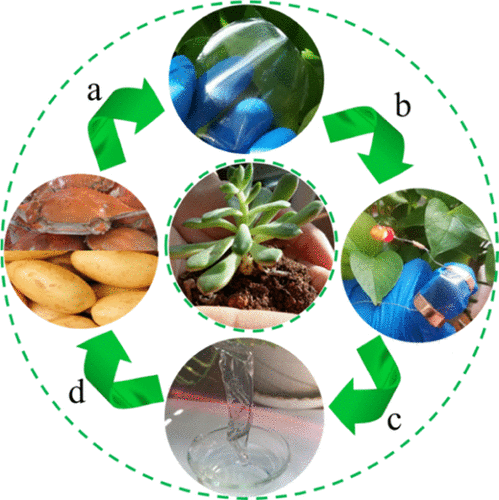 Biodegradable Transparent Substrate Based on Edible Starch–Chitosan ...