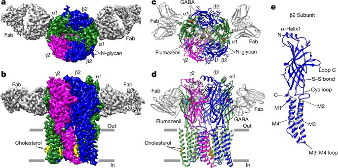 Structure of a human synaptic GABAA receptor,Nature - X-MOL