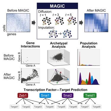 Recovering Gene Interactions from Single-Cell Data Using Data Diffusion ...