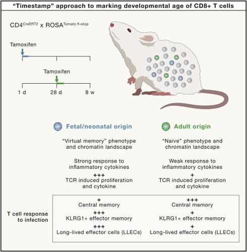 For T Cells, the Child Is Father of the Man.,Cell - X-MOL
