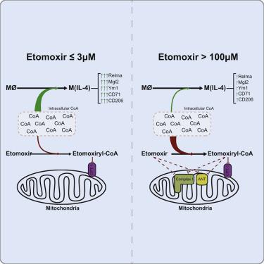 Etomoxir Inhibits Macrophage Polarization by Disrupting CoA Homeostasis ...