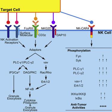 Human iPSC-Derived Natural Killer Cells Engineered with Chimeric Antigen Receptors Enhance Anti ...