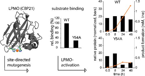 Multipoint Precision Binding of Substrate Protects Lytic Polysaccharide ...