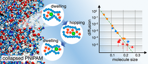 Selective Molecular Transport in Thermoresponsive Polymer Membranes ...