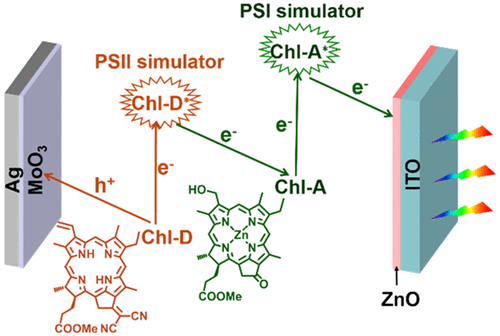 Bilayer Chlorophyll-Based Biosolar Cells Inspired from the Z-Scheme ...