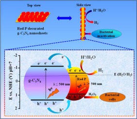 Photocatalytic hydrogen evolution and bacterial inactivation utilizing ...