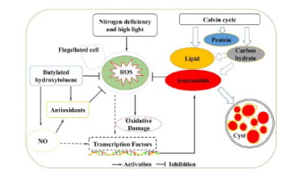 Butylated hydroxytoluene induces astaxanthin and lipid production in ...