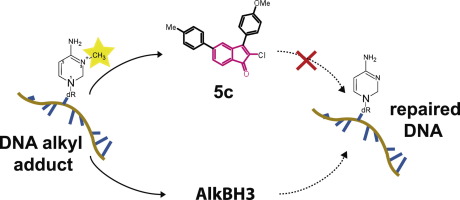 Indenone derivatives as inhibitor of human DNA dealkylation repair ...