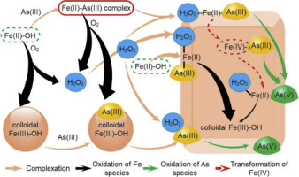 Co-oxidation of As(III) and Fe(II) by oxygen through complexation ...