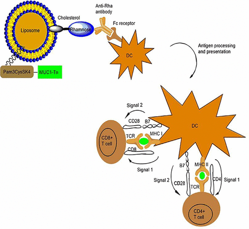 Augmenting Vaccine Immunogenicity through the Use of Natural Human Anti ...